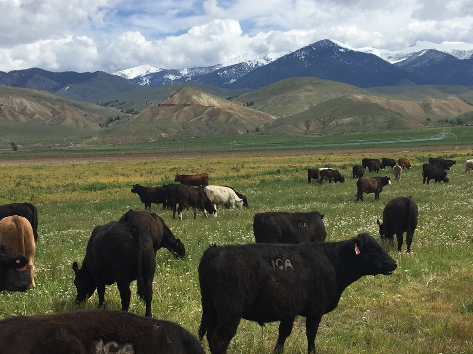 Idaho Cattle Association